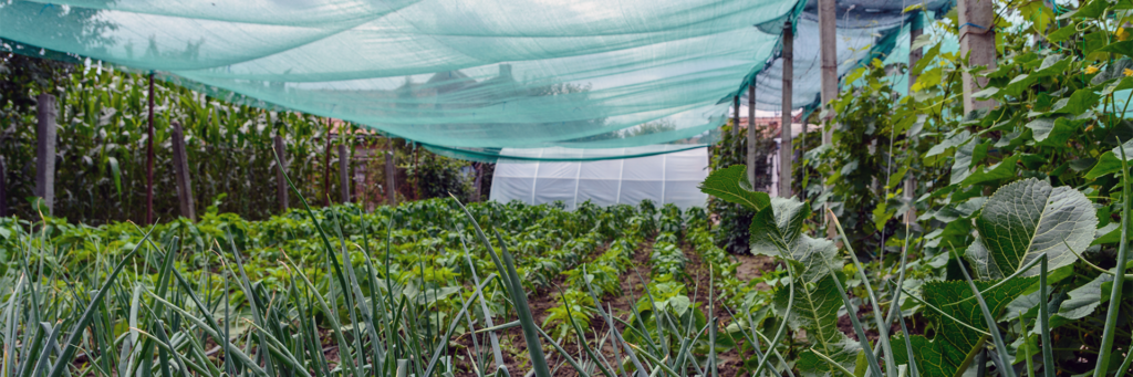 Greenhouse Shade Nets 101 for First-time Plant and Crop Producers