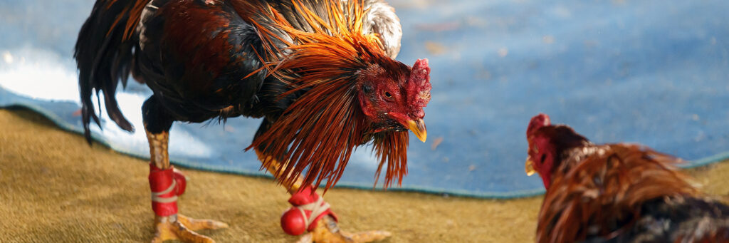 Useful Sabong Tips That Will Make Champions Out of Your Fighting Stags