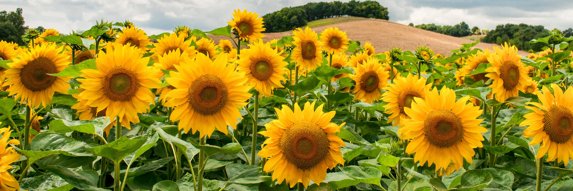 Ever Heard of ‘Sunlight Plants’? Here’s Why They Need Shade Too!