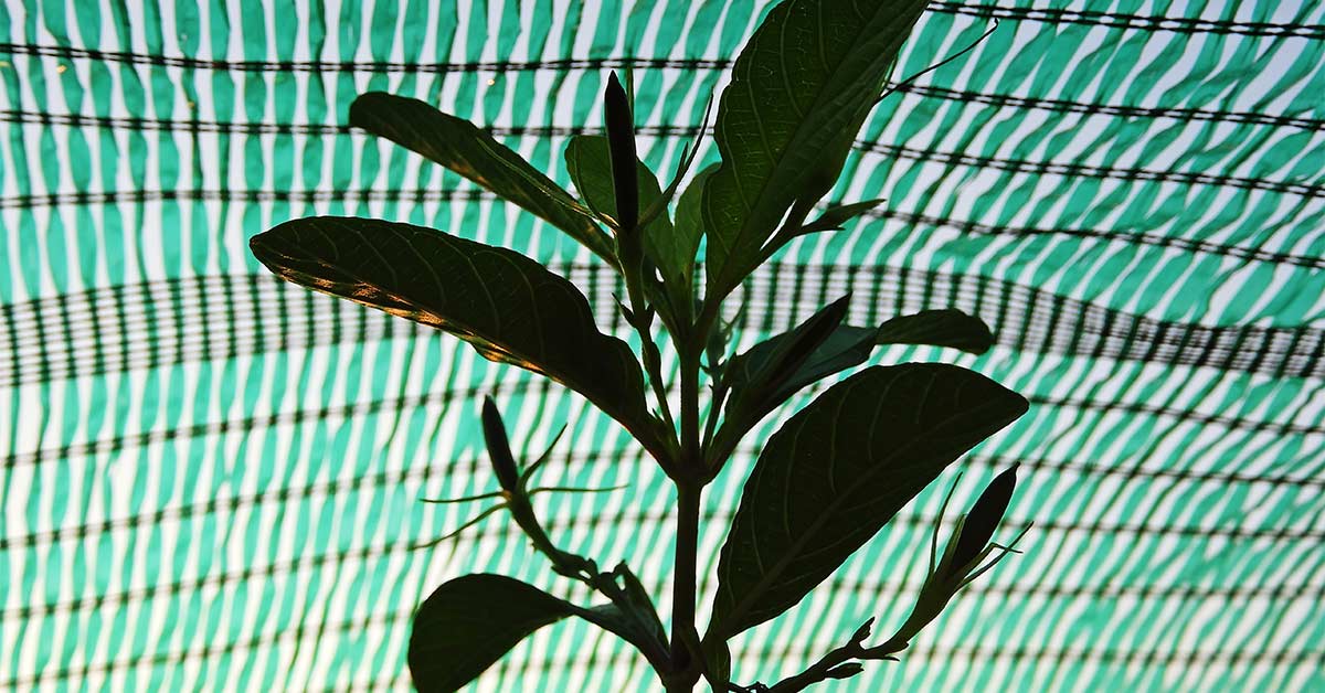 6 Reasons Why Garden Netting Is All You Need to Protect Your Plants All ...