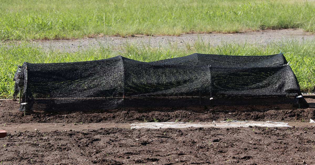 Try This Simple Garden Netting Hack to Protect Your Plants
