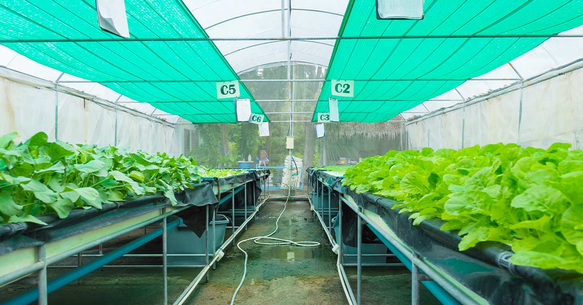 6 Reasons Why Garden Netting Is All You Need to Protect Your Plants All ...