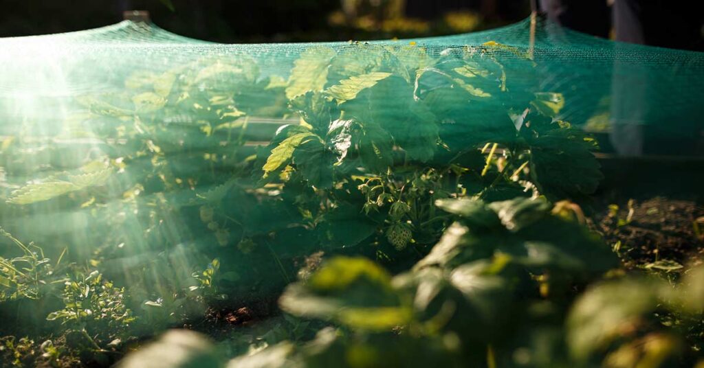 6 Reasons Why Garden Netting Is All You Need to Protect Your Plants All ...