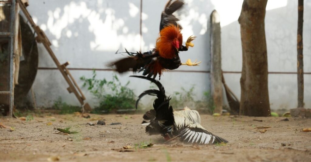 Why Sabong Remains so Popular in the Philippines