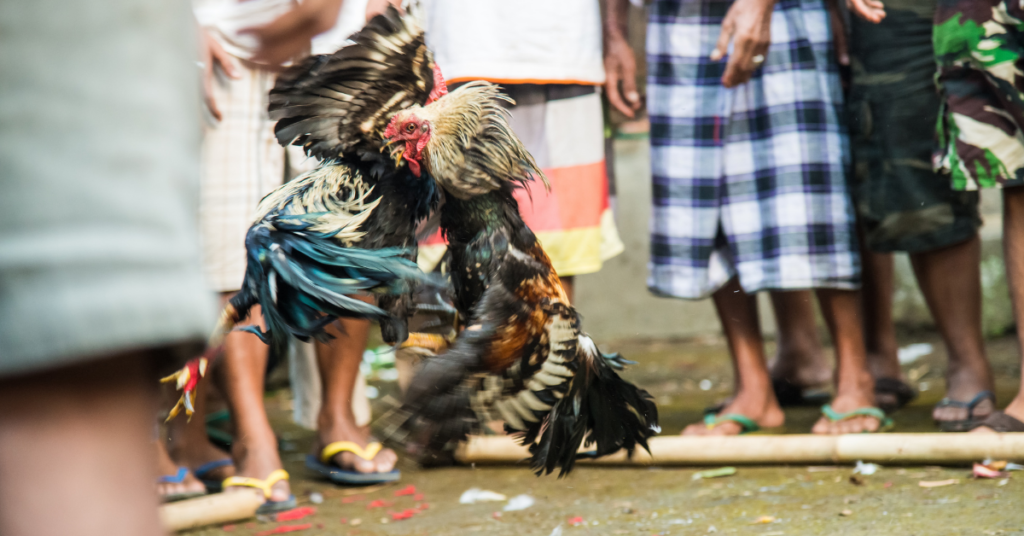 How The Sabong System Works