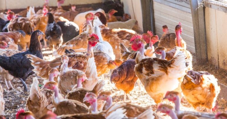 Narito Ang Mga Karaniwang Lahi Ng Manok Sa Pilipinas