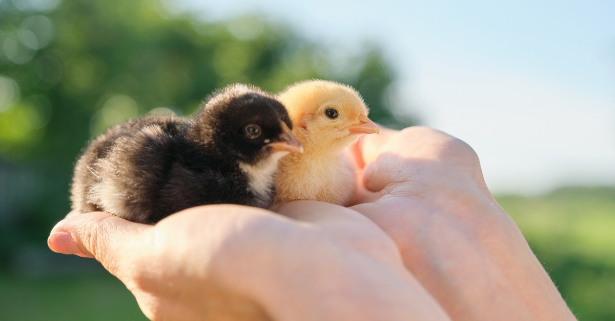 Palakihin nang Tama ang Iyong Sisiw Gamit ang Aming Chicken Care Guide