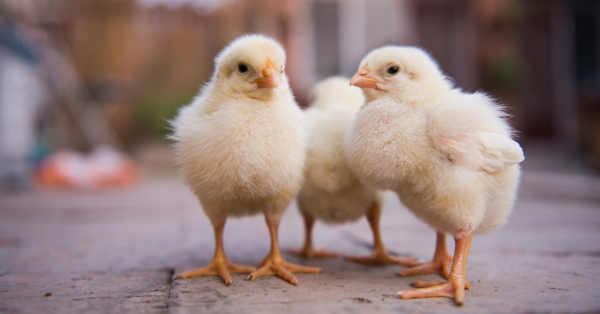 Palakihin nang Tama ang Iyong Sisiw Gamit ang Aming Chicken Care Guide