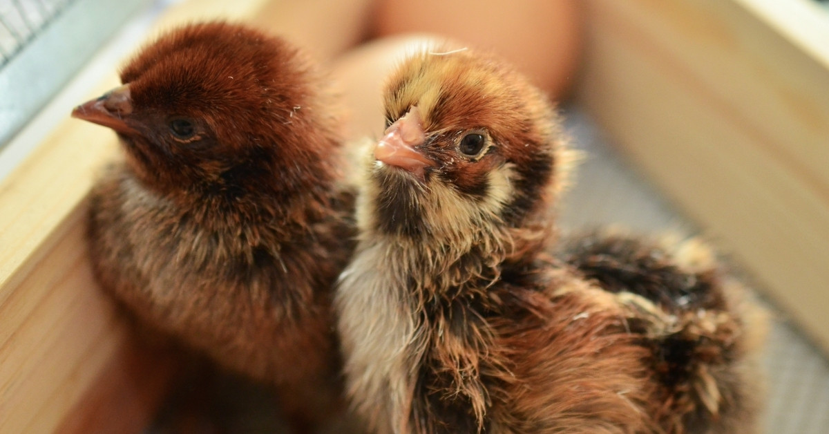 Palakihin nang Tama ang Iyong Sisiw Gamit ang Aming Chicken Care Guide