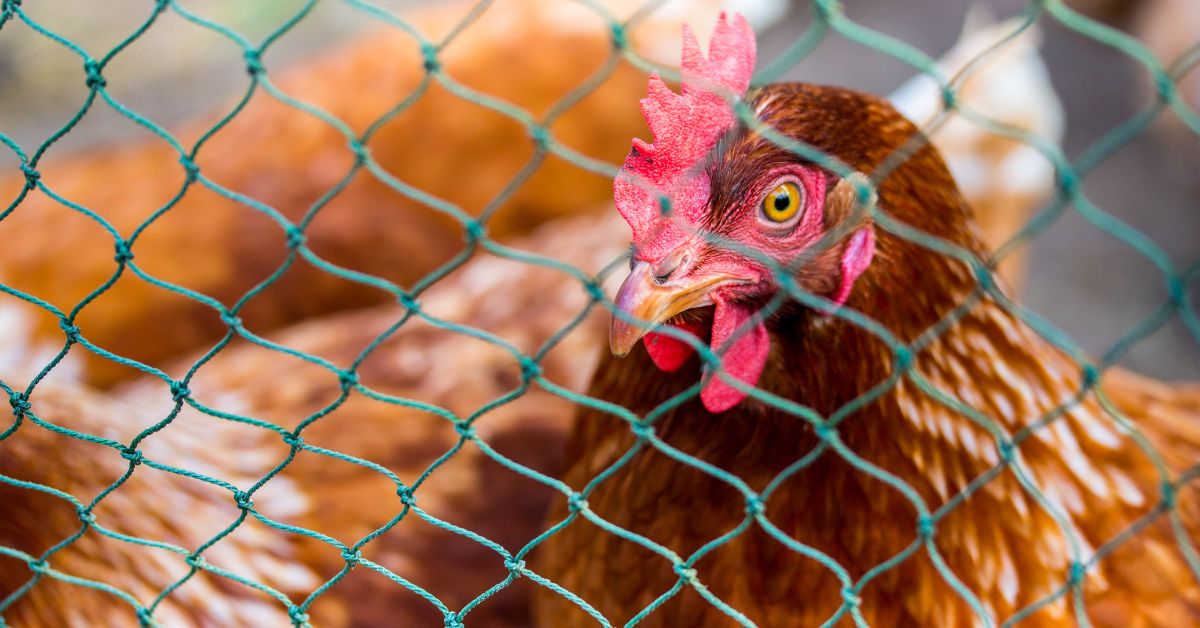 Sundin ang Daily Checklist Para sa Wastong Pag-aalaga ng Manok