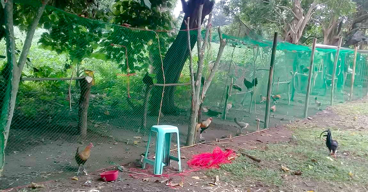 Mga Monthly Maintenance na Kailangan sa Chicken Farm