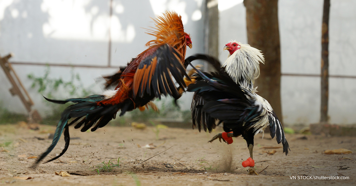 Cockfight History ng Pilipinas