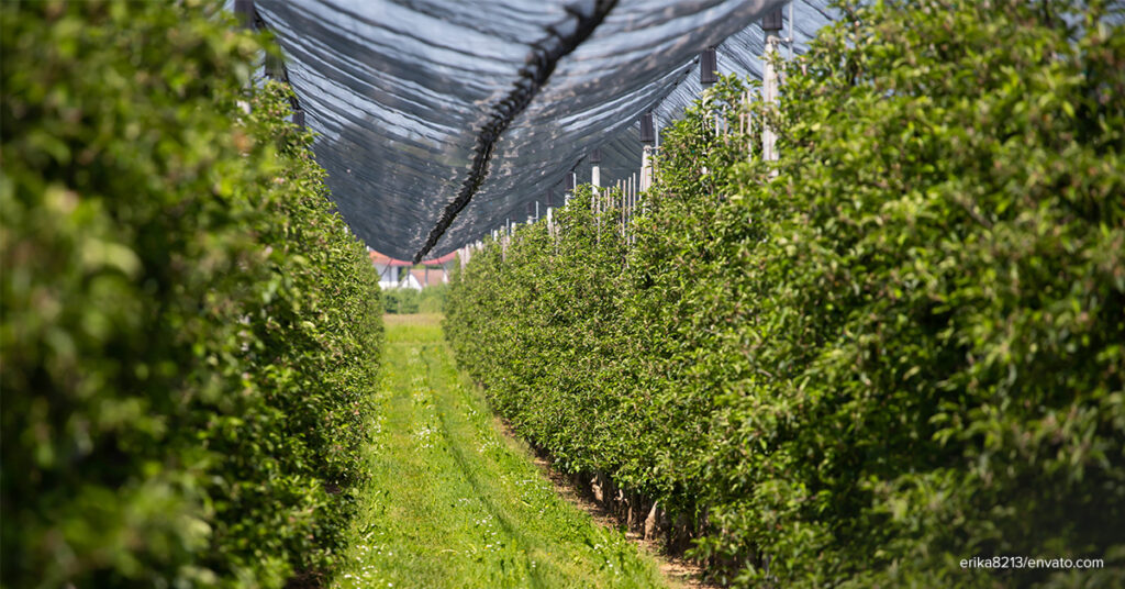 5 Tips on Choosing the Best Garden Nets for Plants
