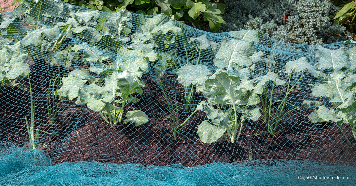 The Importance of Proper Installation of Garden Nets