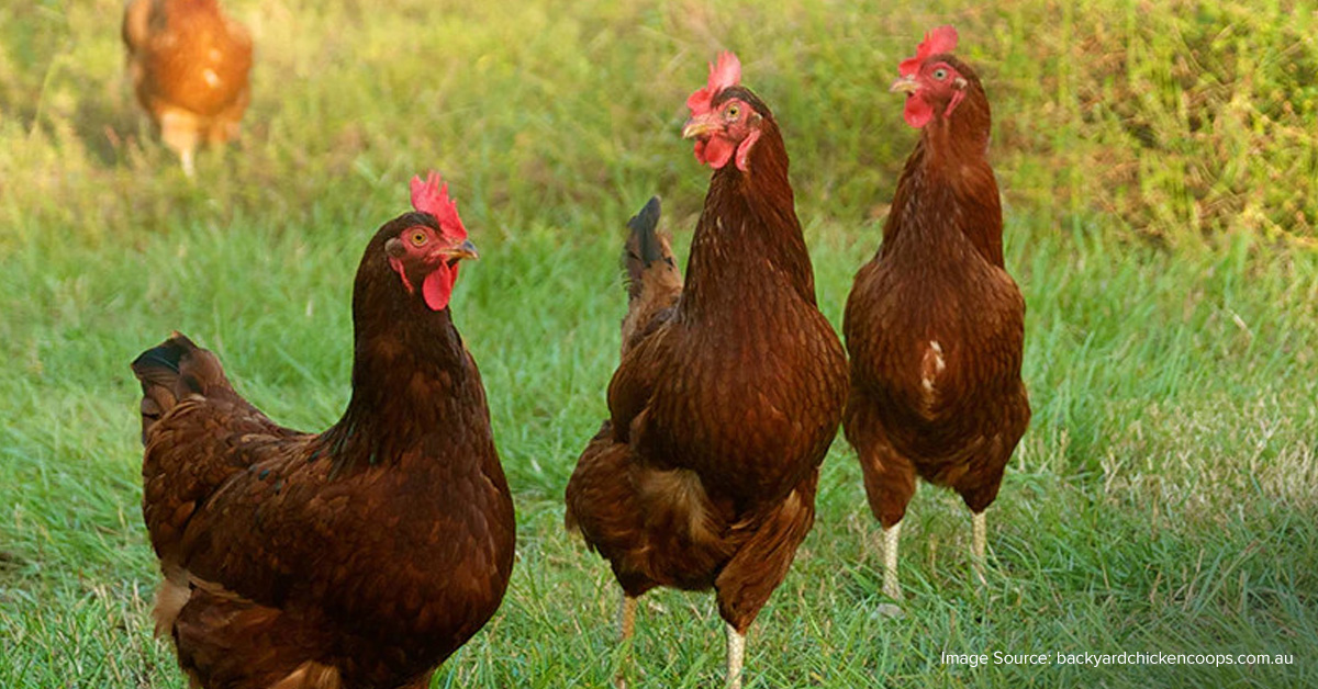 Ano ang iba't ibang uri ng manok?