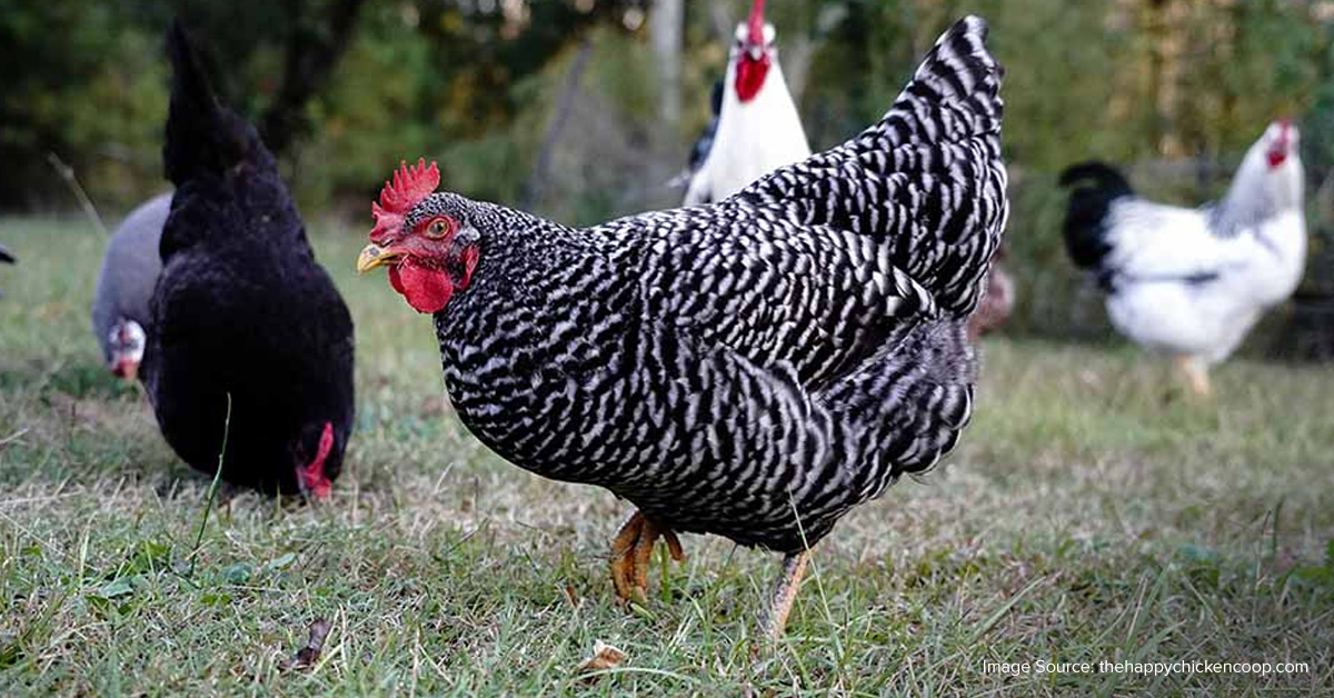 Ano ang iba't ibang uri ng manok?