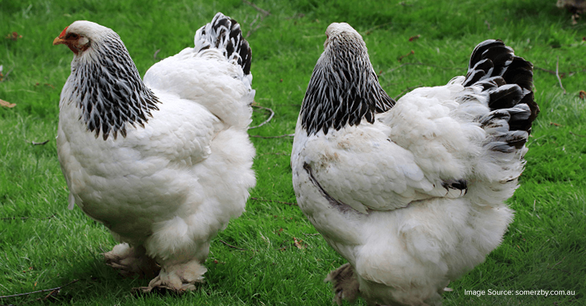 Ano ang iba't ibang uri ng manok?