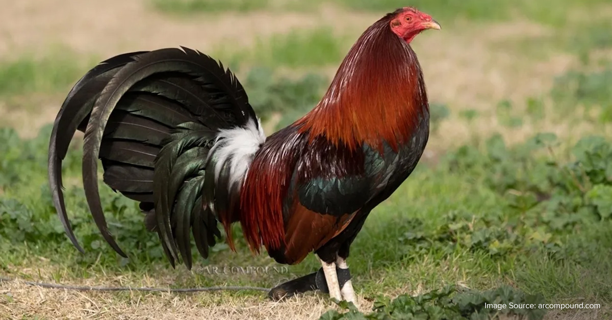 Ano ang iba't ibang uri ng manok?