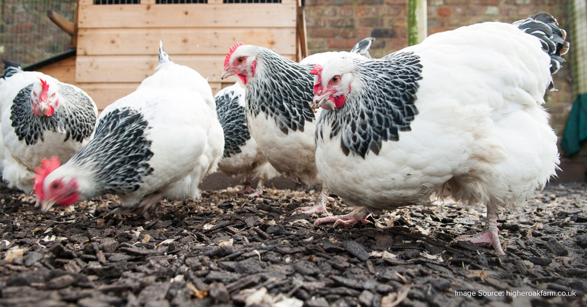 Ano ang iba't ibang uri ng manok?
