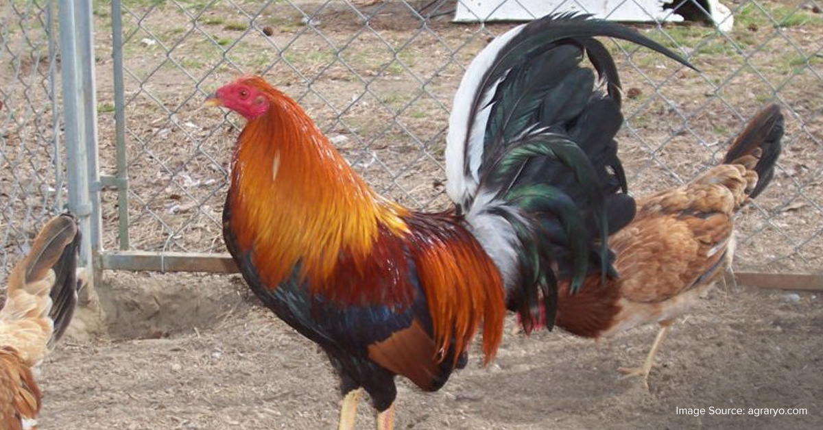 Ano ang iba't ibang uri ng manok?