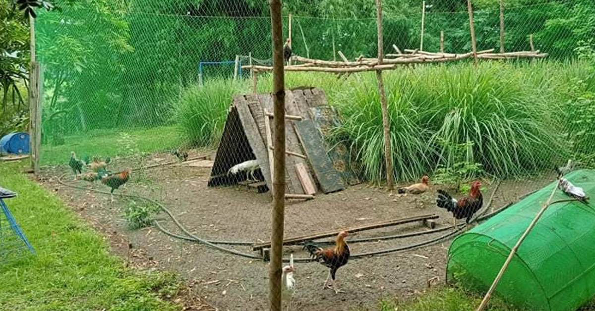 Ano ang iba't ibang uri ng manok?