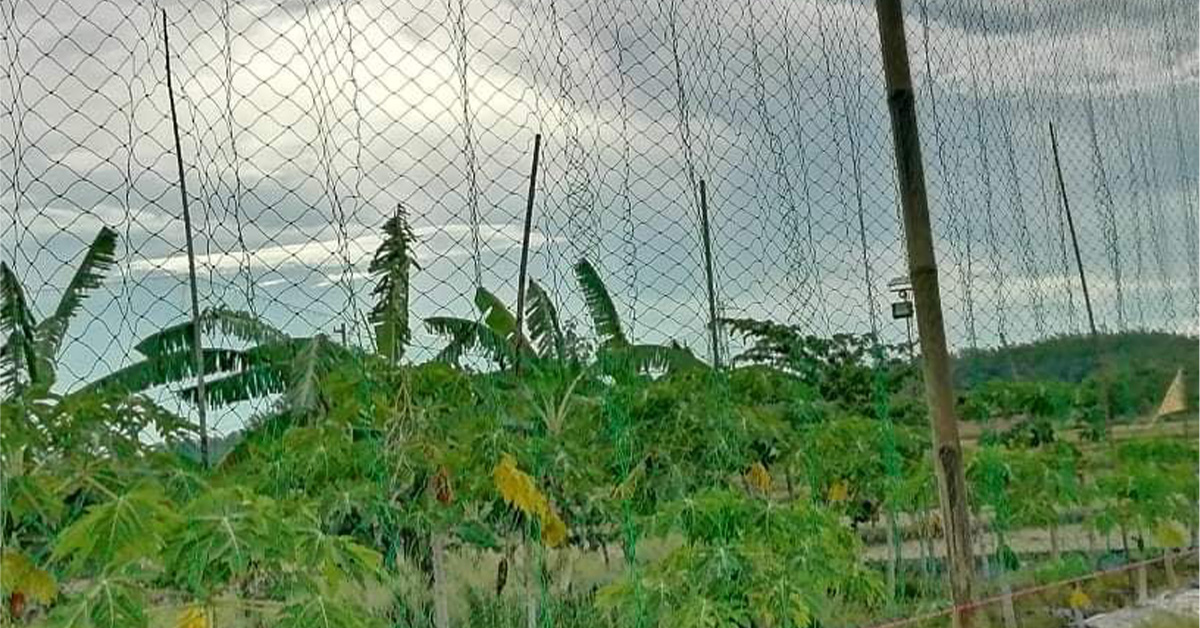 Garden Nets vs Other Methods for Pest Control: Pros and Cons