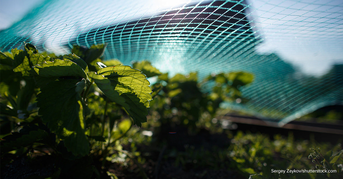 Debunking Common Garden Net Myth: What You Need to Know