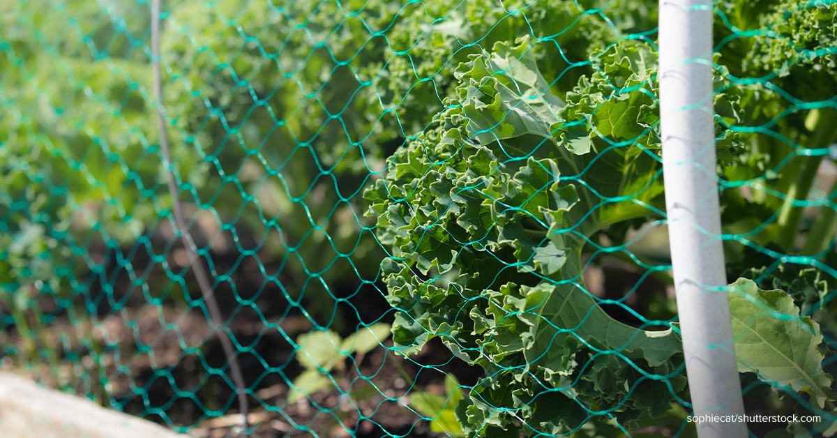 Debunking Common Garden Net Myth: What You Need to Know