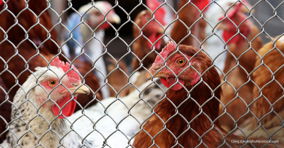 Material for Chicken Net: A Complete Guide