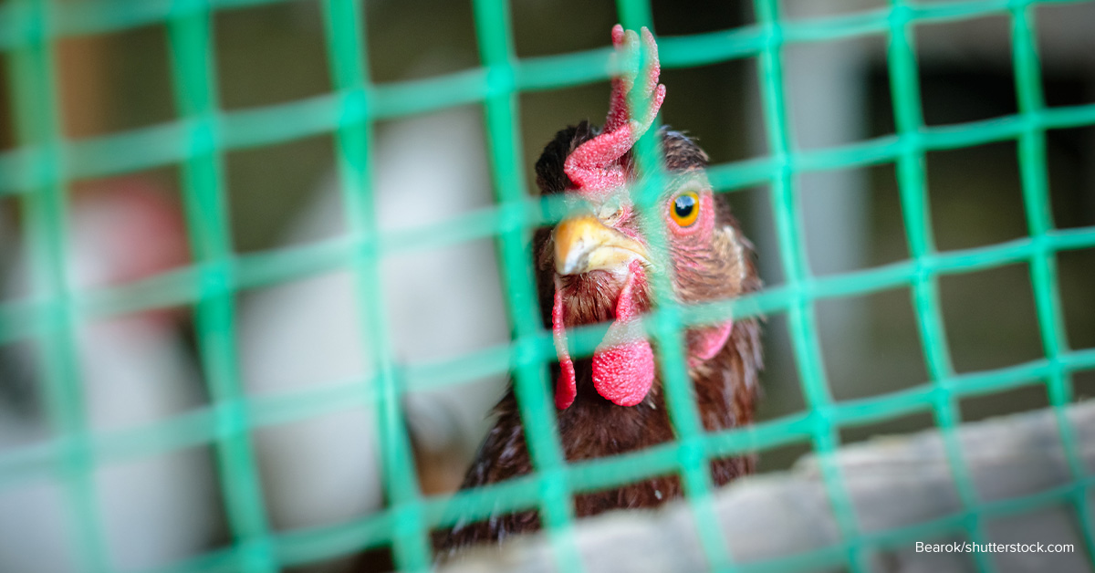 Material for Chicken Net: A Complete Guide