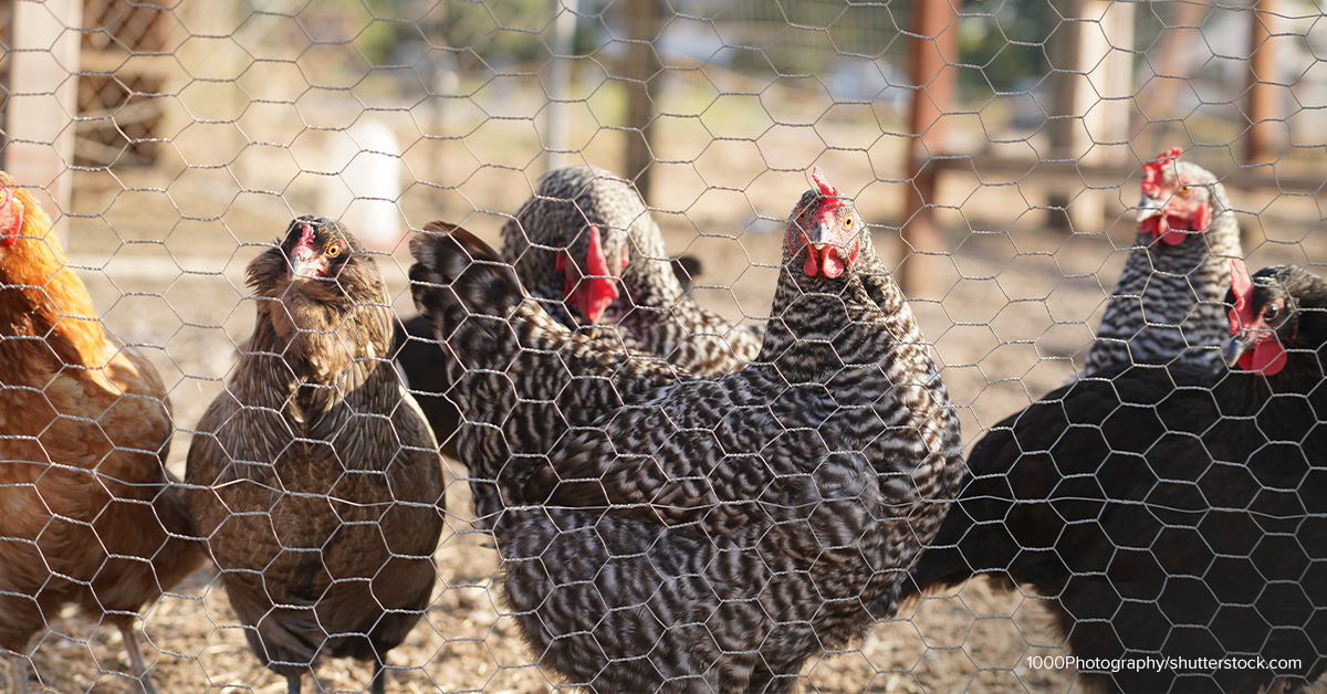 Material for Chicken Net: A Complete Guide