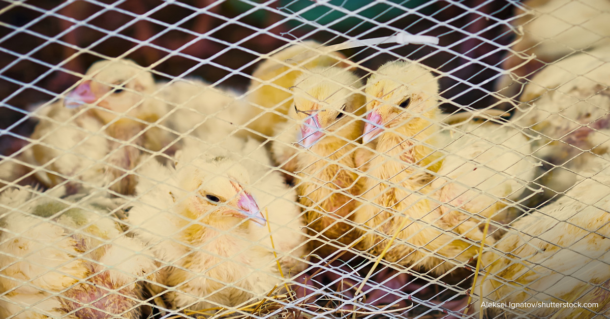 Material for Chicken Net: A Complete Guide