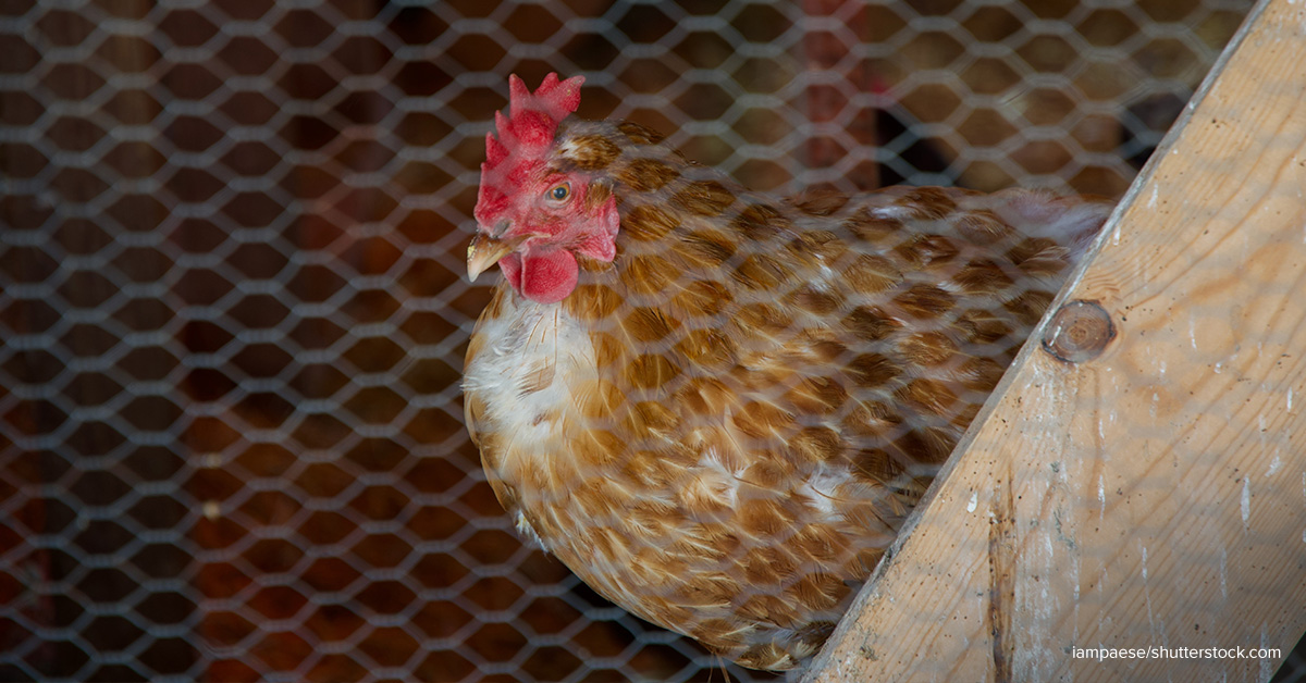 Material for Chicken Net: A Complete Guide