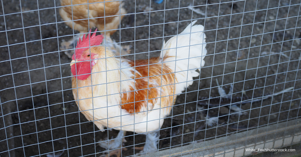 Material for Chicken Net: A Complete Guide