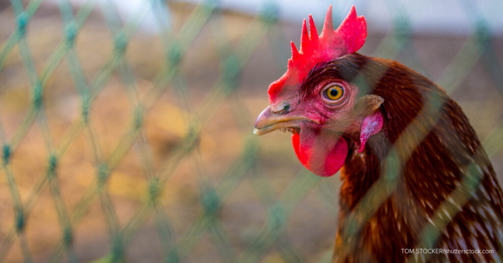 Safety with Chicken Net: Saan Protektado ang Alagang Manok?