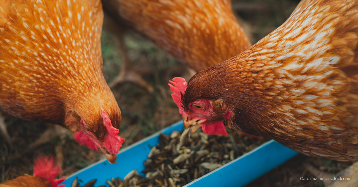 Safety with Chicken Net: Saan Protektado ang Alagang Manok?