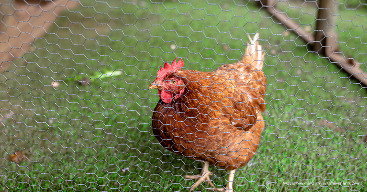 Safety with Chicken Net: Saan Protektado ang Alagang Manok?