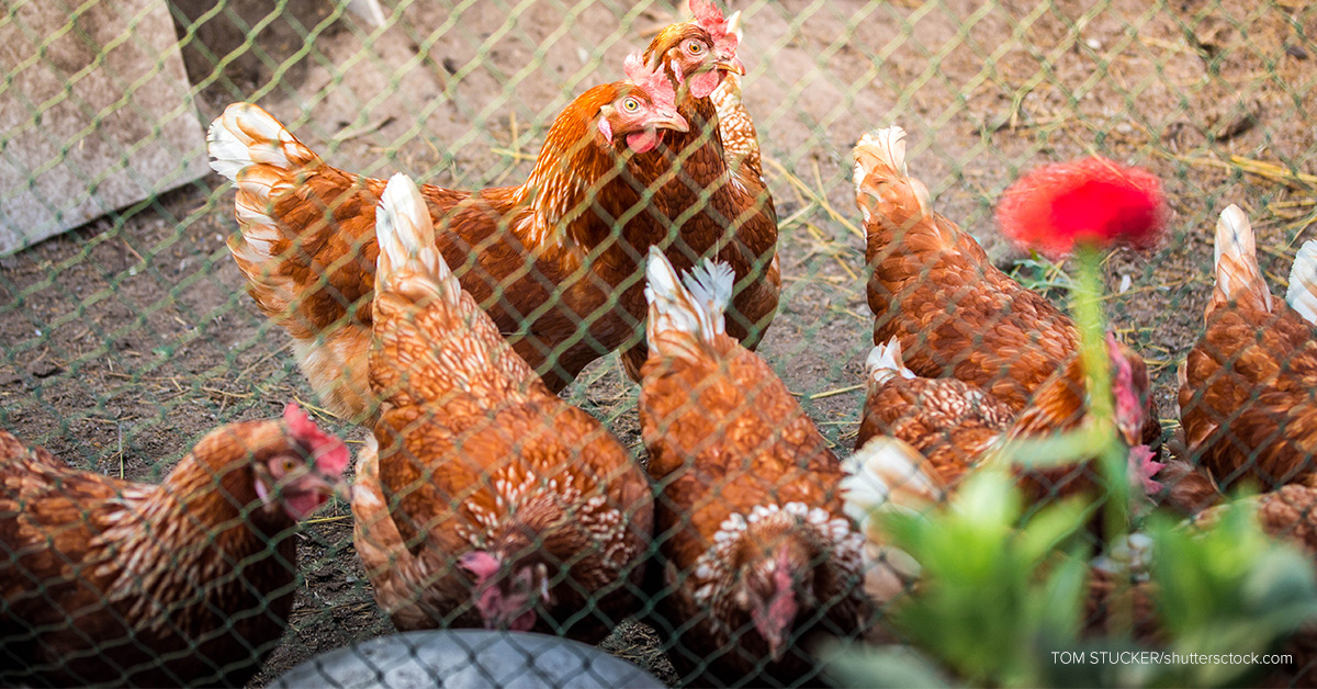 Safety with Chicken Net: Saan Protektado ang Alagang Manok?