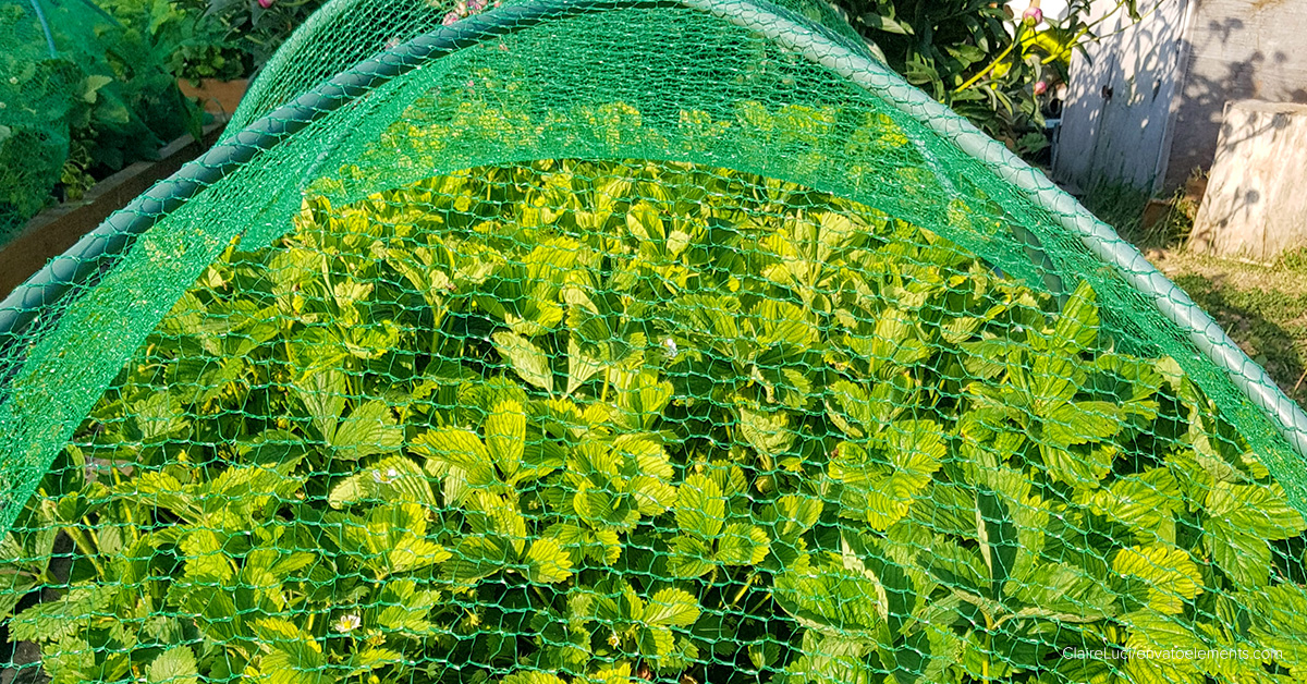 Mosquito Nets Prevent Disease like Viral Infection