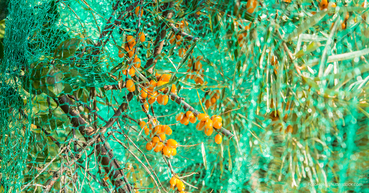 Discover the Essential Benefits of Garden Nets for Fruit Trees