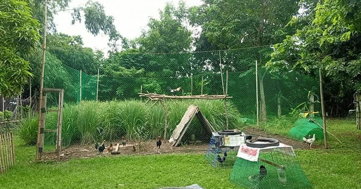 Ang Tamang Maintenance ng Chicken Net