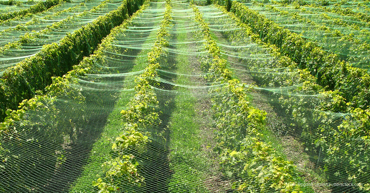 Garden Nets for Vegetables: Protecting All Your Patches